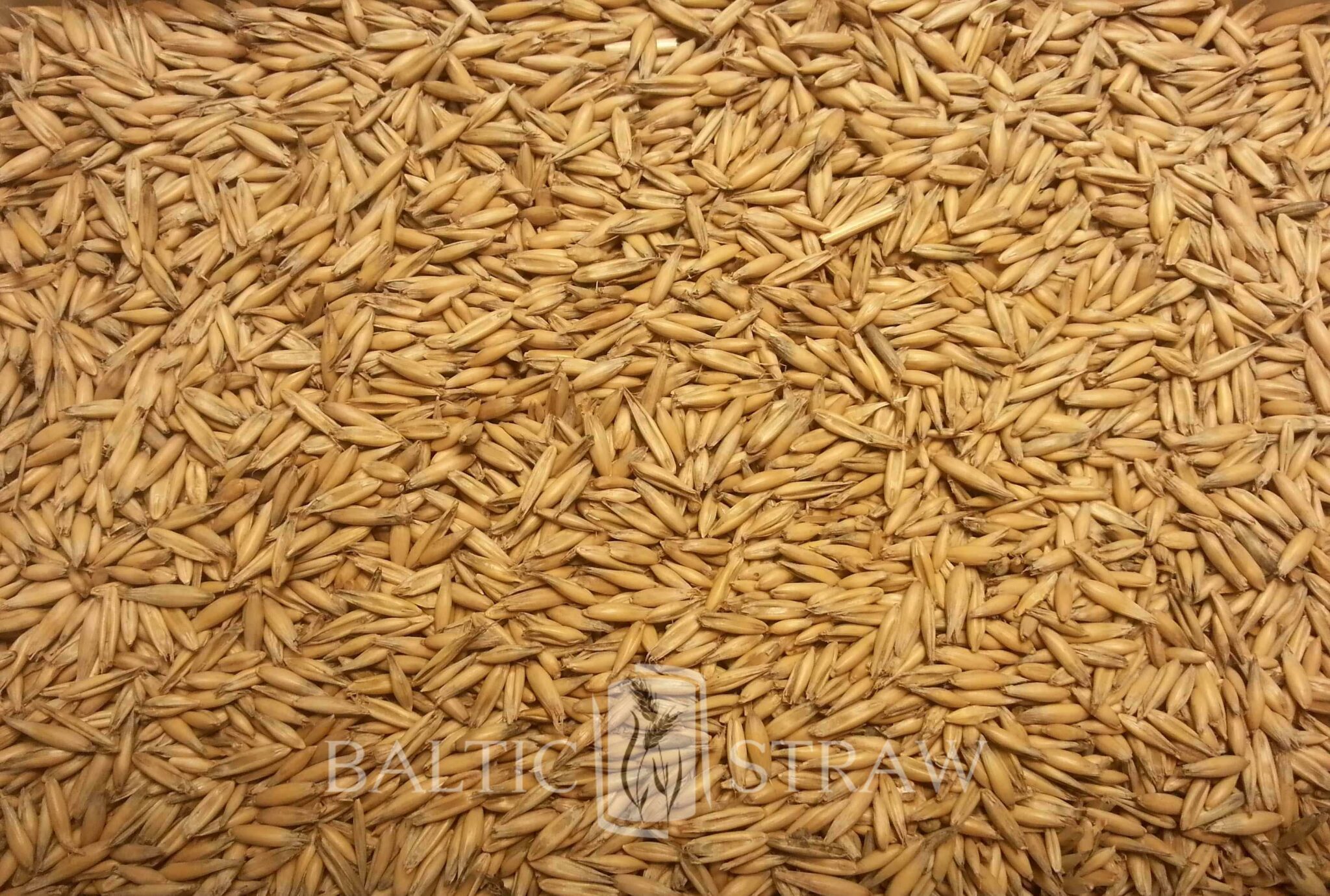 Oats - Baltic Straw